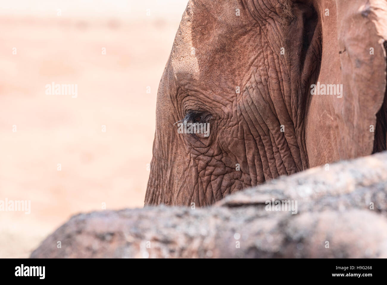 Telephoto shot head african hi-res stock photography and images - Alamy