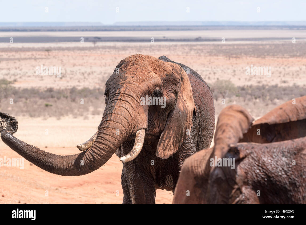 A head shot of a "red" elephant spraying itself with red mud giving the ...