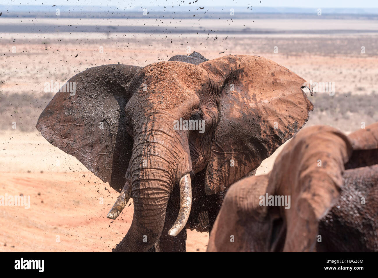 A head shot of a "red" elephant spraying itself with red mud giving the ...
