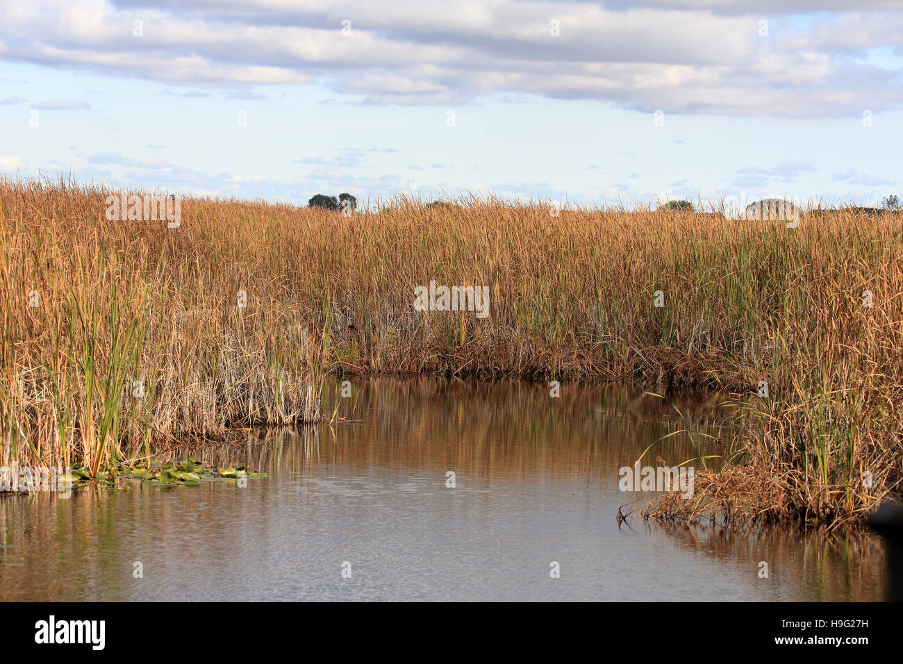 Marsh grasses and reeds reflected in a pool on a day with clouds Stock ...