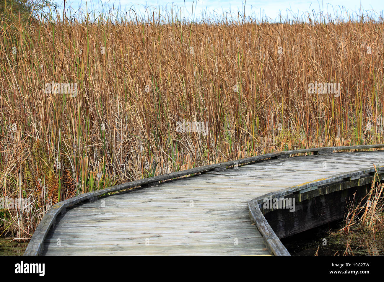 Marsh boardwalk hi-res stock photography and images - Alamy