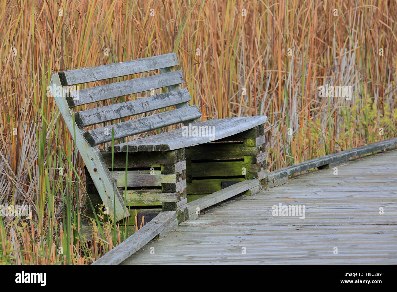 Wooden bench along a boardwalk in a marsh Stock Photo - Alamy