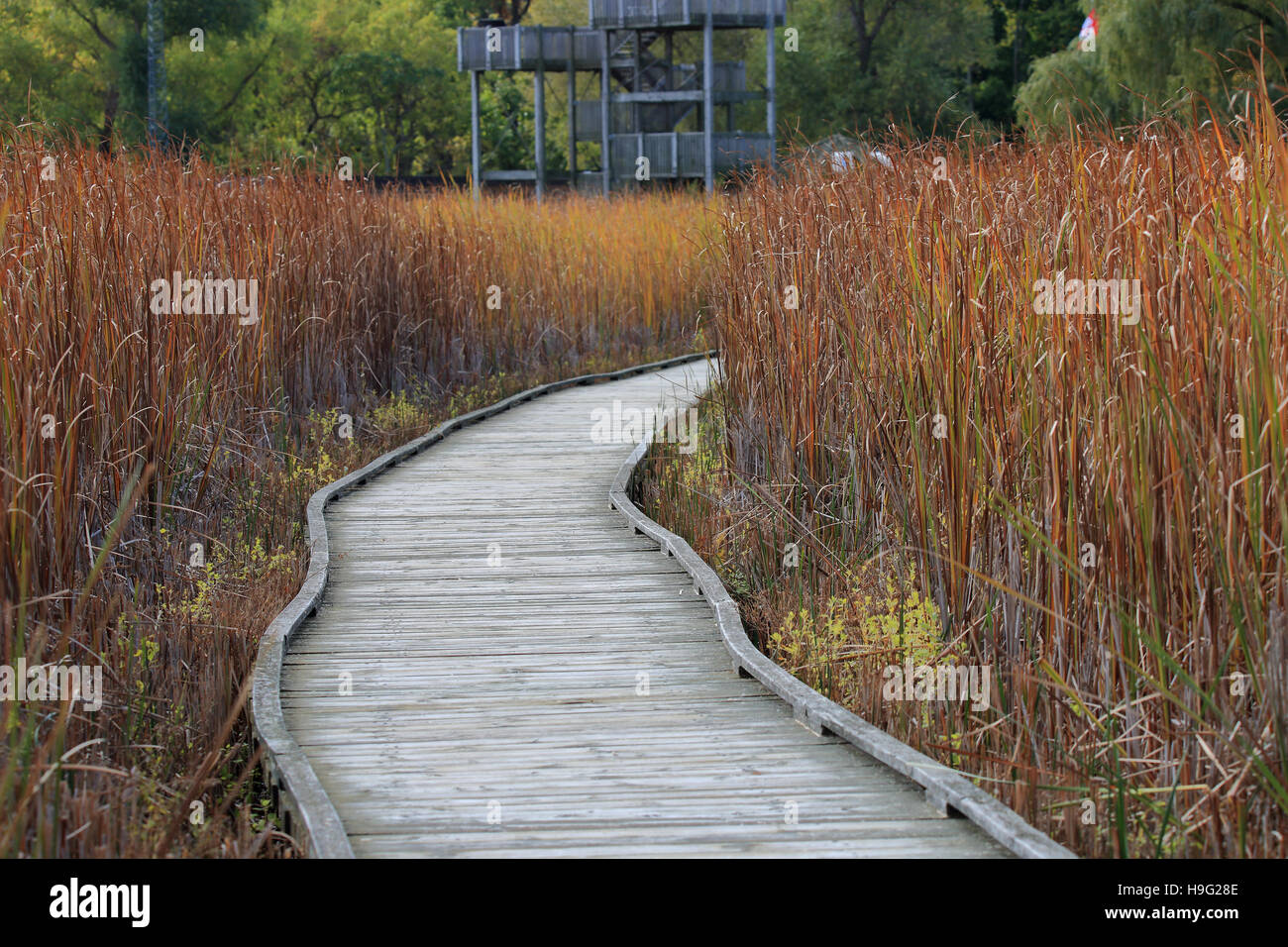 Boardwalk through tall grass hi-res stock photography and images - Alamy