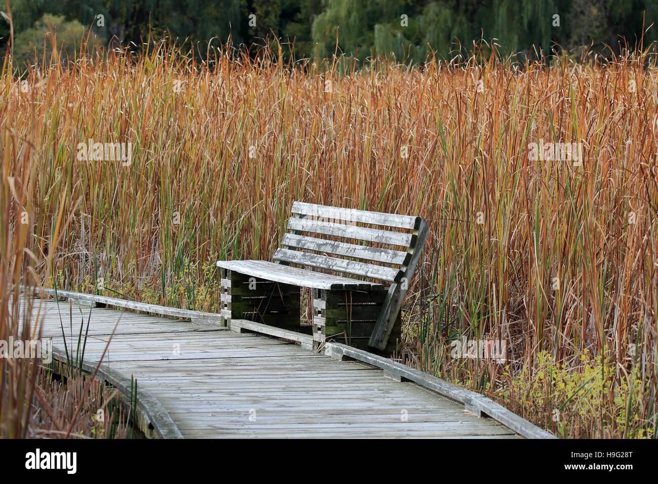 Boardwalk bench hi-res stock photography and images - Alamy