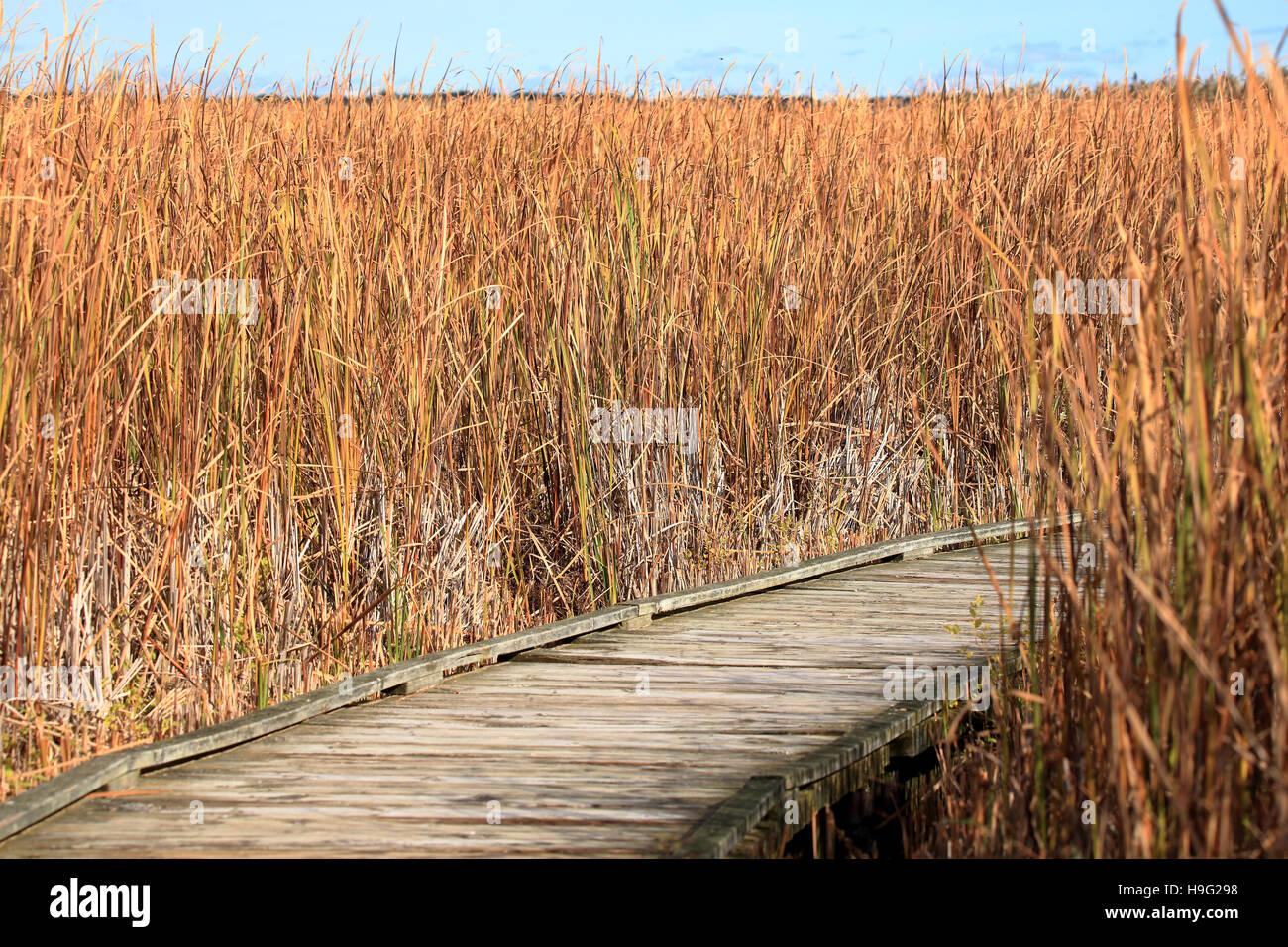 Boardwalk through a marsh, lined with reeds Stock Photo - Alamy