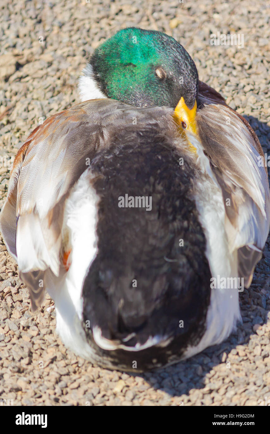 Green face duck resting in a farm Stock Photo - Alamy