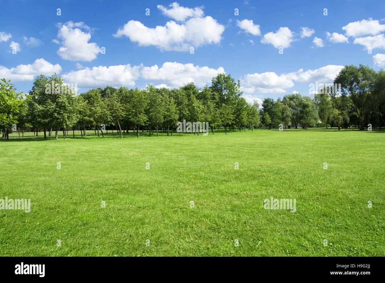 Summer landscape of grass and trees. Background for visualization ...