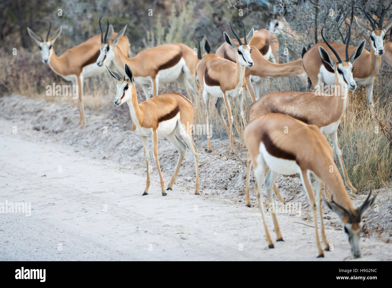 A group of Springbok antelopes is cautiously crossing a dirt road of ...