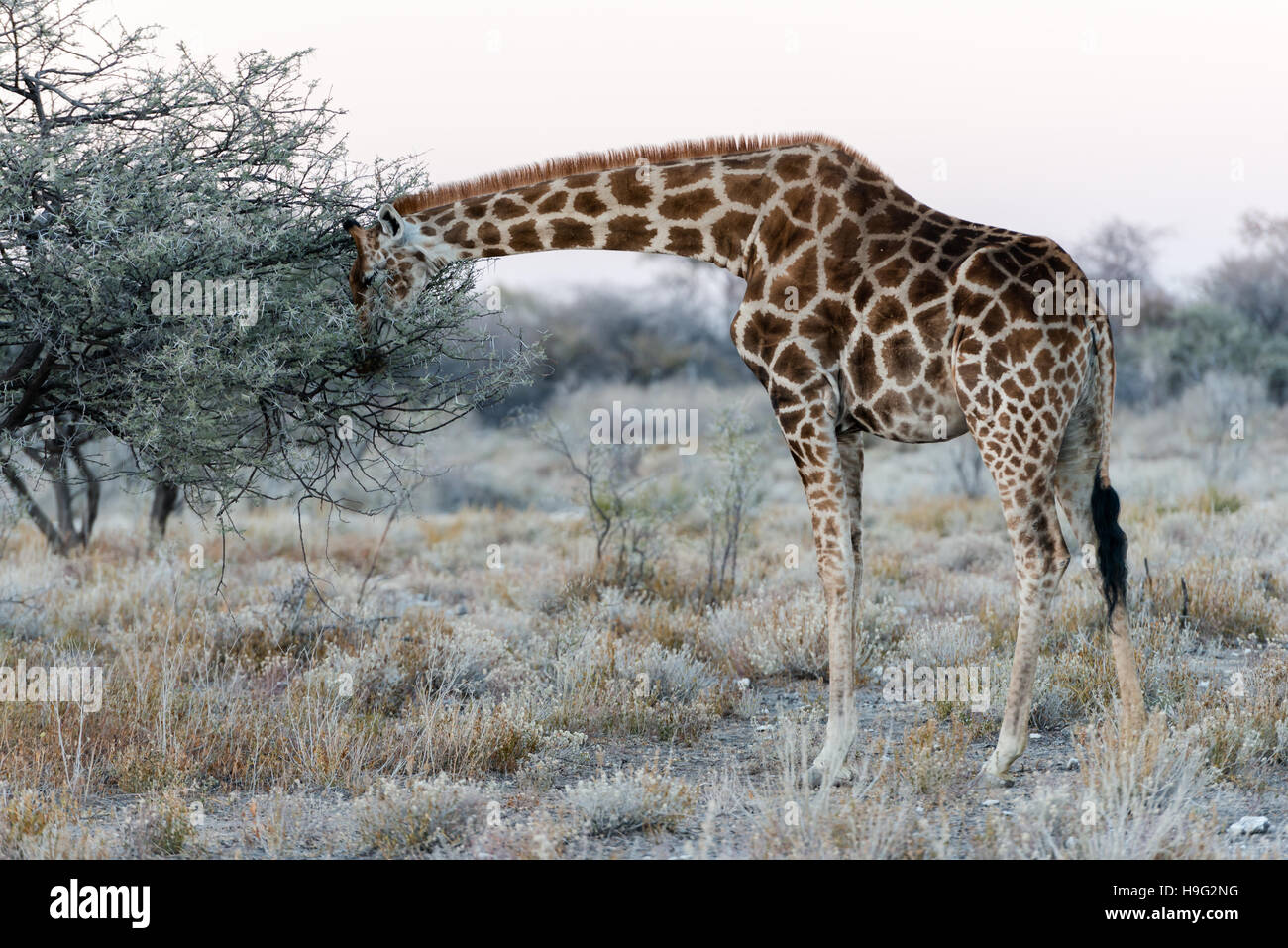 Close view of Namibian giraffe eating thin green tree leaves at savanna ...