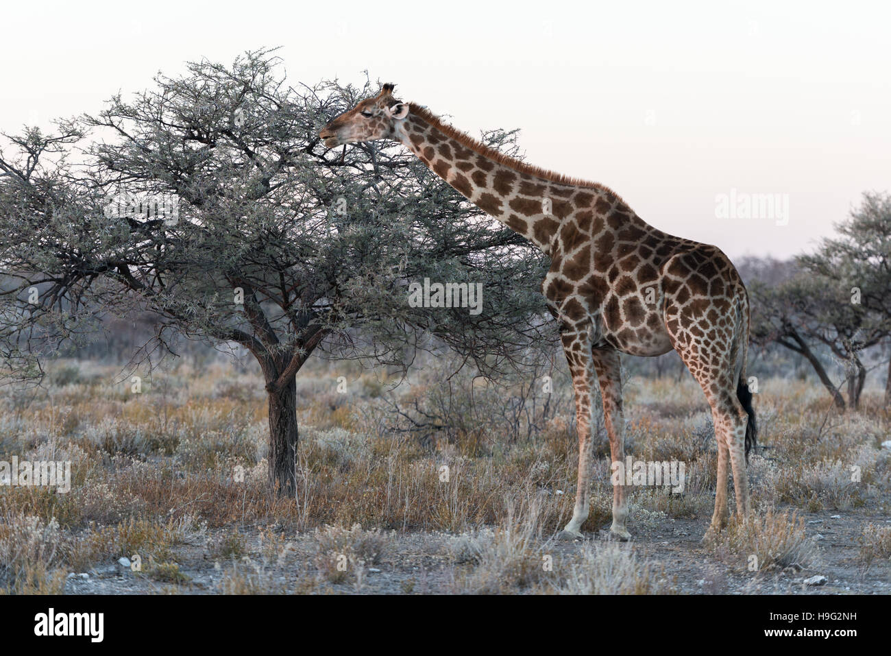 Close view of Namibian giraffe eating thin green tree leaves at savanna ...