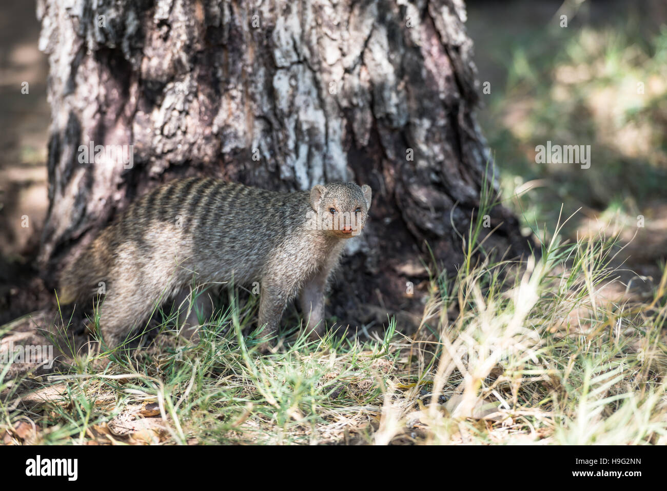 Mongoose tree hi-res stock photography and images - Alamy