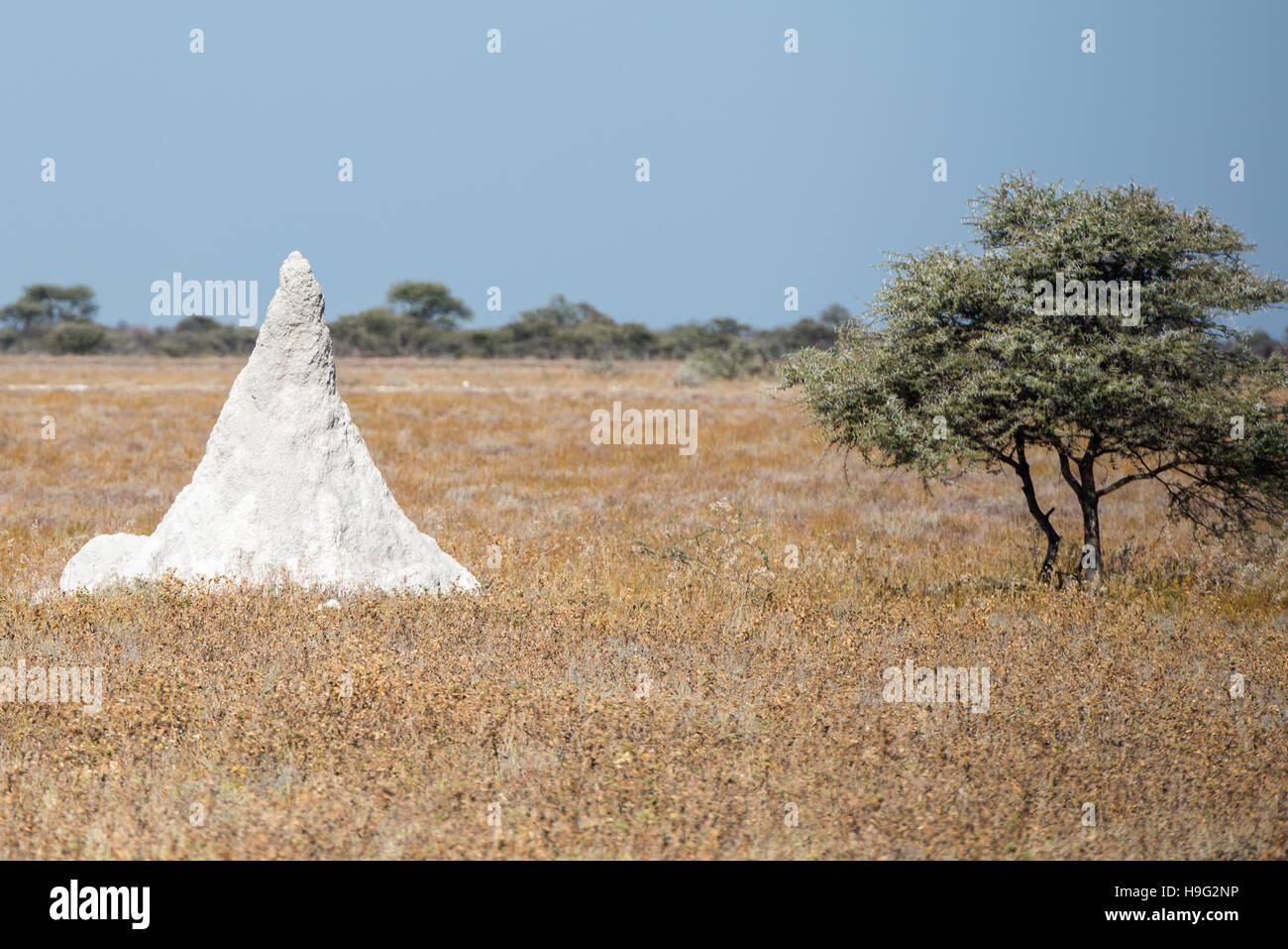 A huge white termitary is almost the same height as a tree at savanna ...