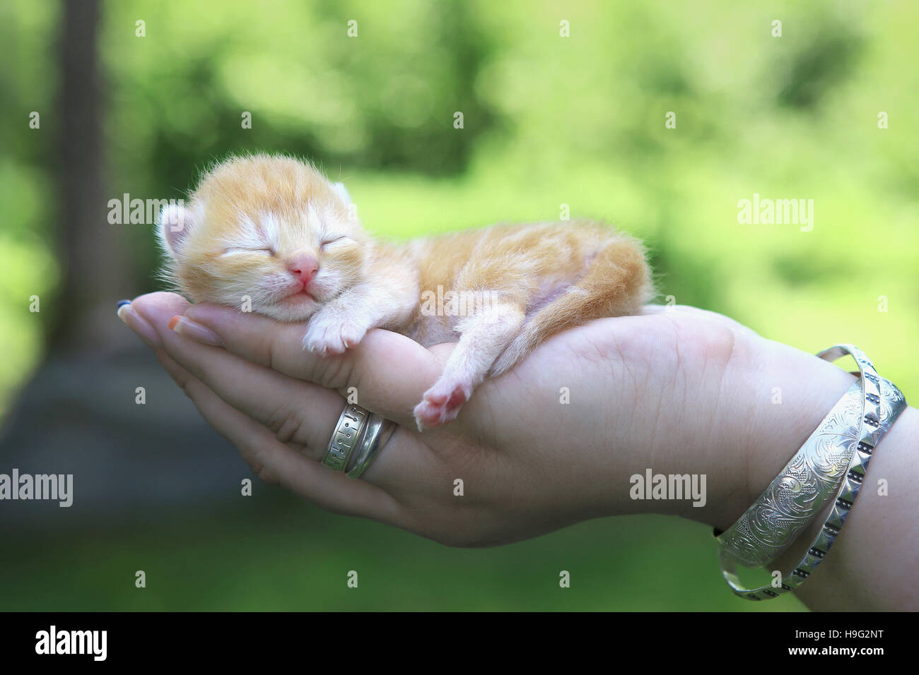 New born kitten in hand Stock Photo - Alamy