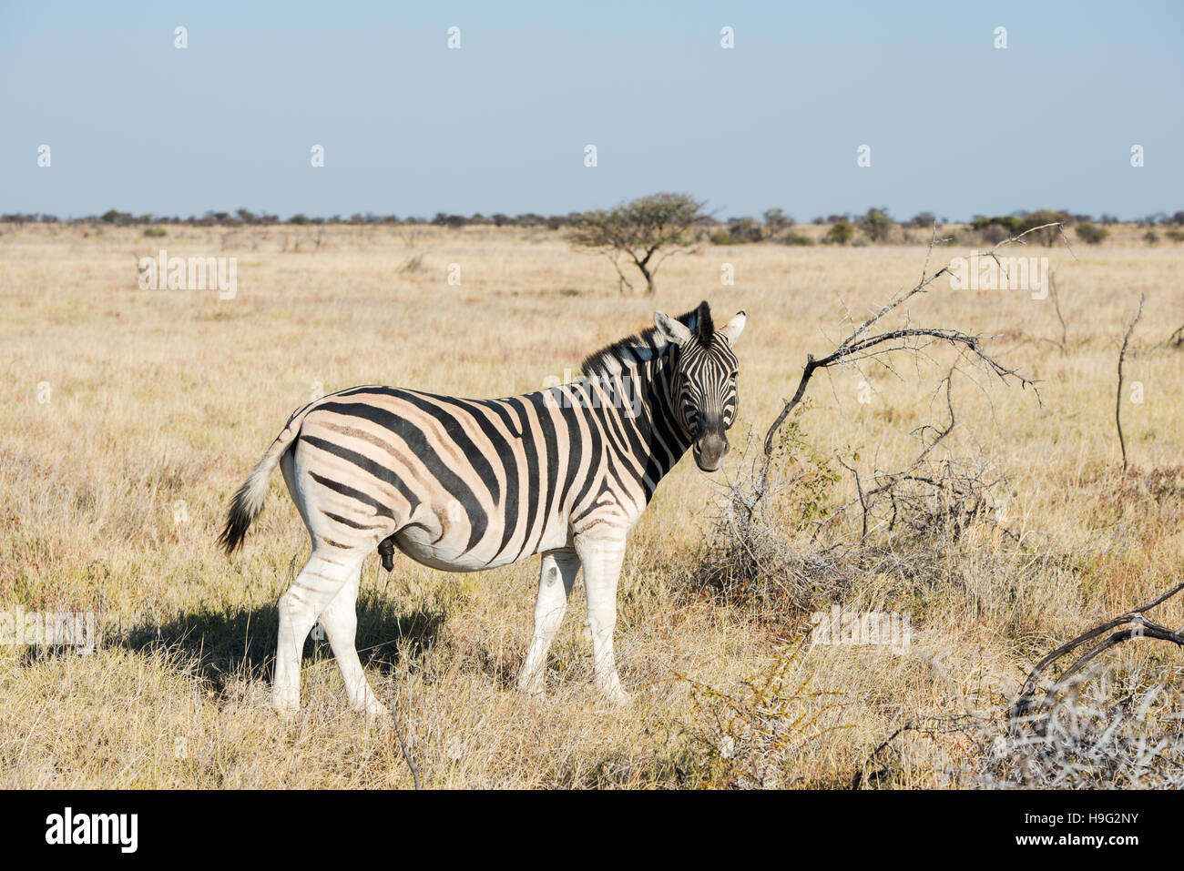 Cautious zebra is standing and looking into camera at savanna of Etosha ...