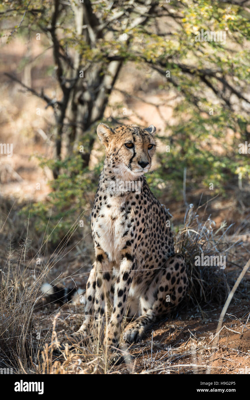Close view of a cheetah in savanna woodlands of cheetahs farm at ...