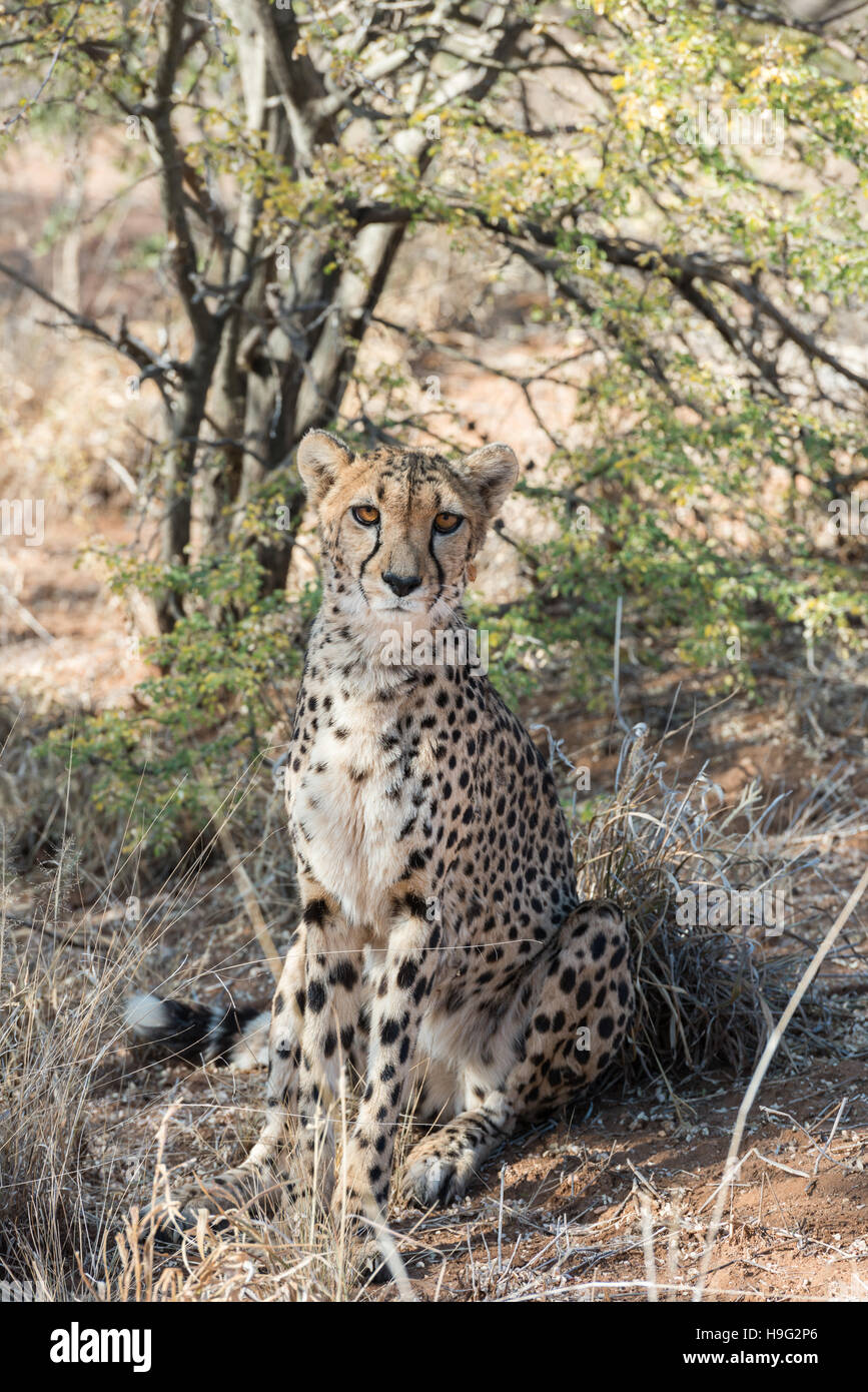 Close view of a cheetah in savanna woodlands of cheetahs farm at ...