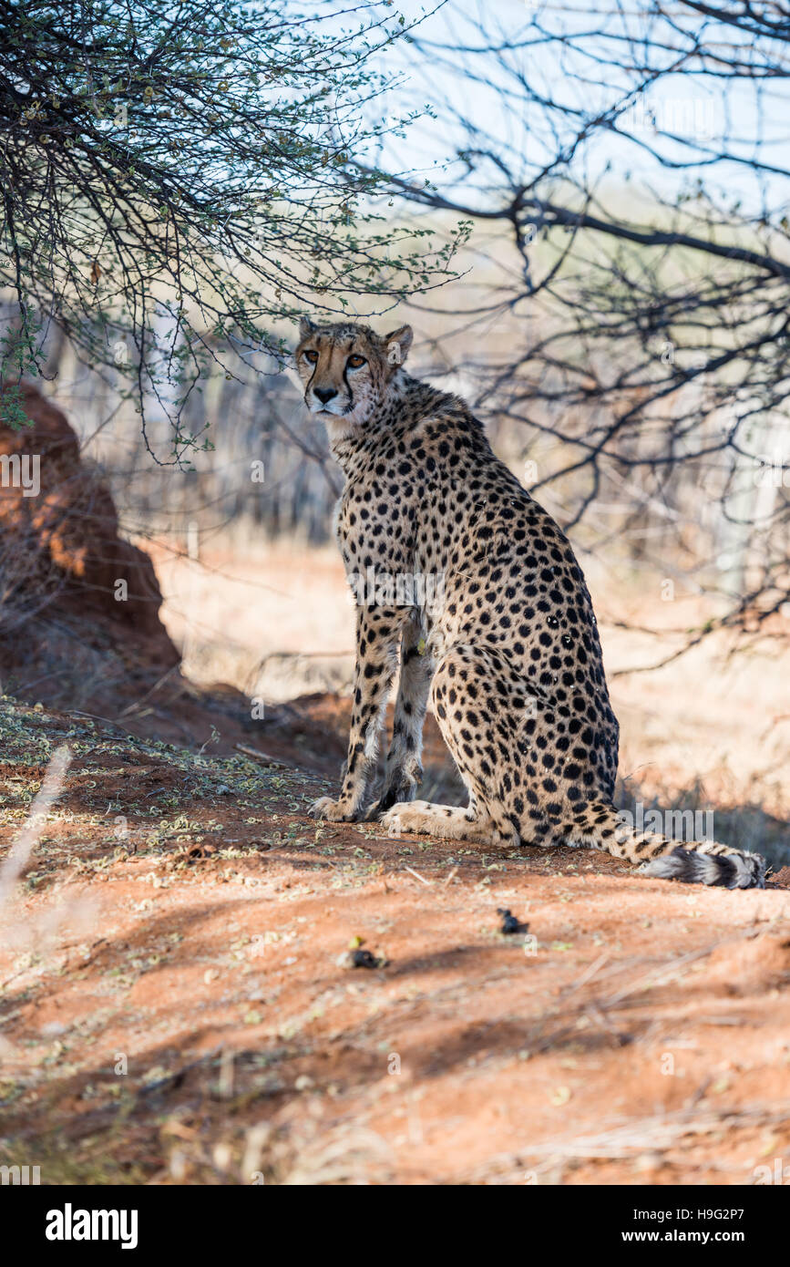 A cheetah is sitting under the tree cover at savanna woodlands of ...