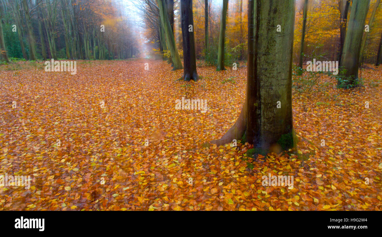 Beech Trees Fagus sylvatica Norfolk UK Early November Stock Photo - Alamy