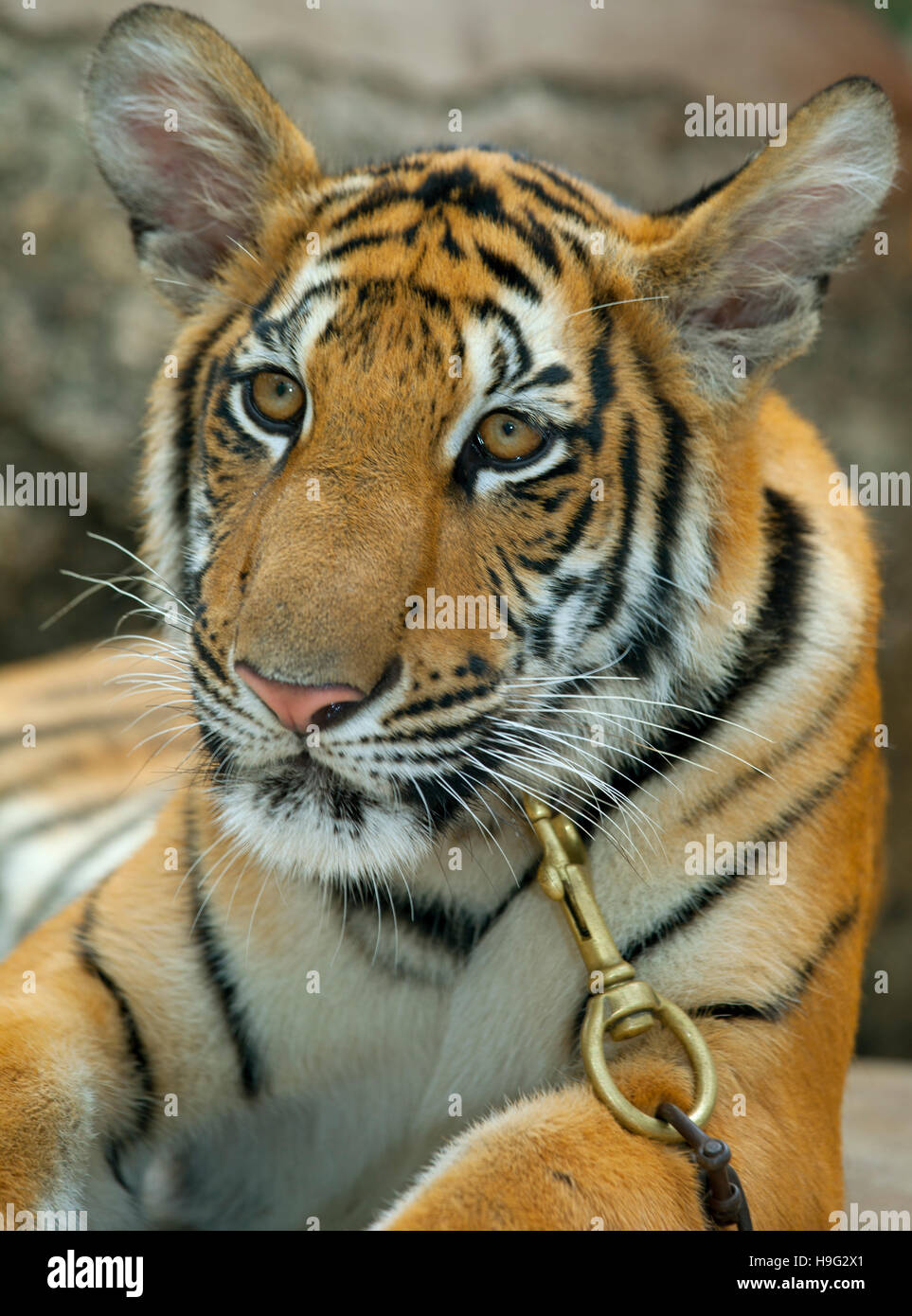 Bengal Tiger Panthera tigris tigris portrait in Thailand captive animal ...