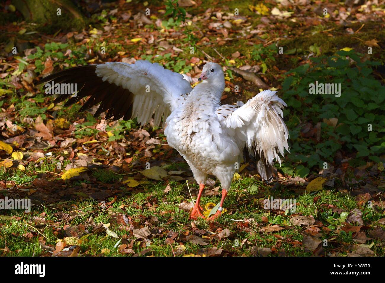 Andean goose beats wings hi-res stock photography and images - Alamy