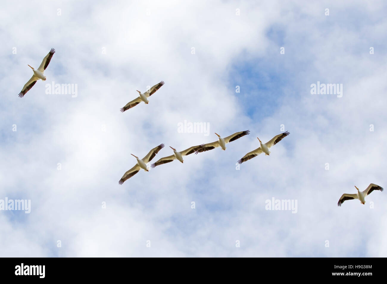 Birds white pelican flock flying Stock Photo - Alamy