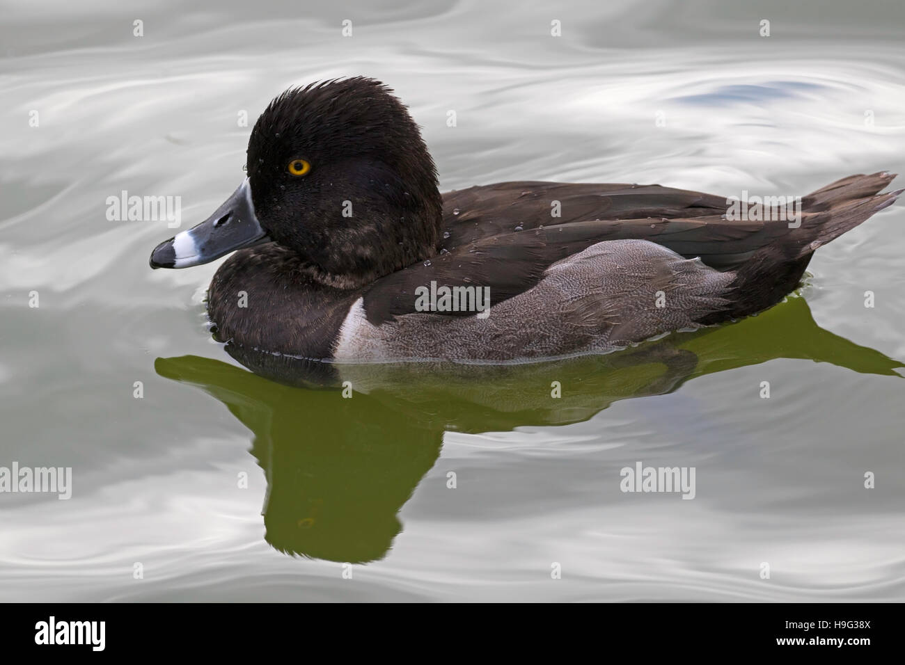 Bird ring-necked duck floating at Los Angeles area lake Stock Photo - Alamy