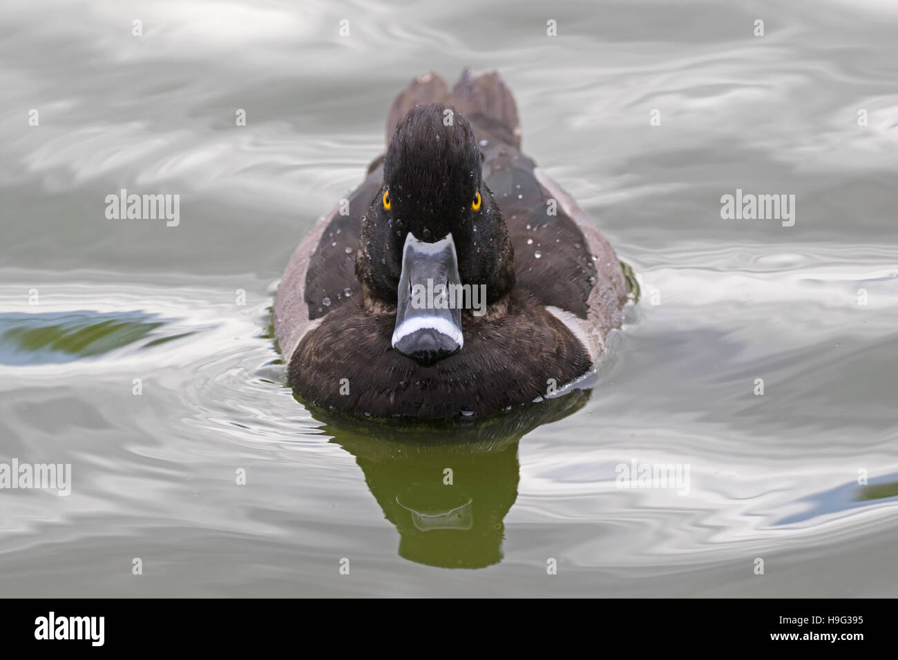 Ring necked duck landing hi-res stock photography and images - Alamy