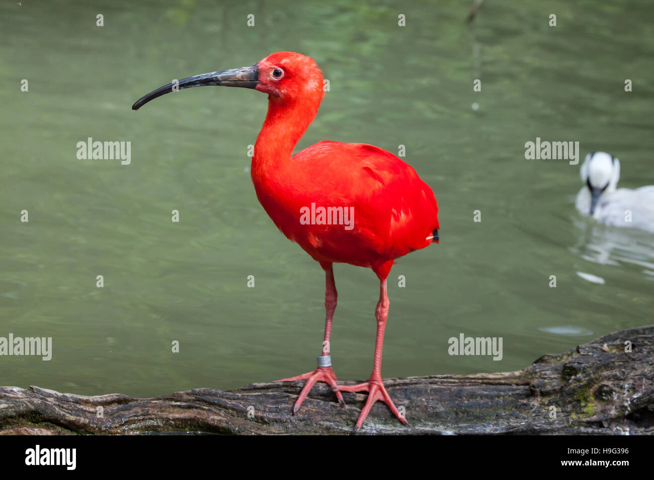 Scarlet ibis (Eudocimus ruber). Wildlife animal Stock Photo - Alamy