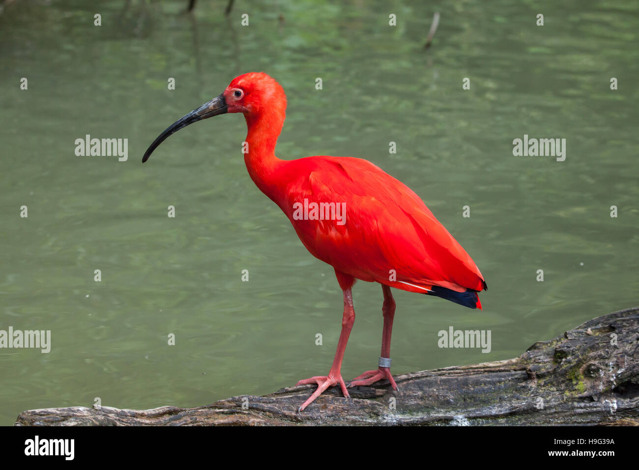 Scarlet ibis (Eudocimus ruber). Wildlife animal Stock Photo - Alamy