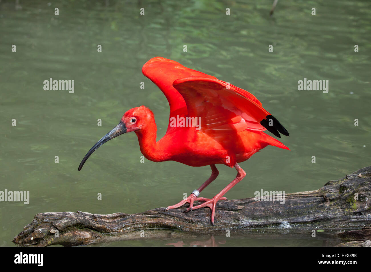 Scarlet ibis (Eudocimus ruber). Wildlife animal Stock Photo - Alamy