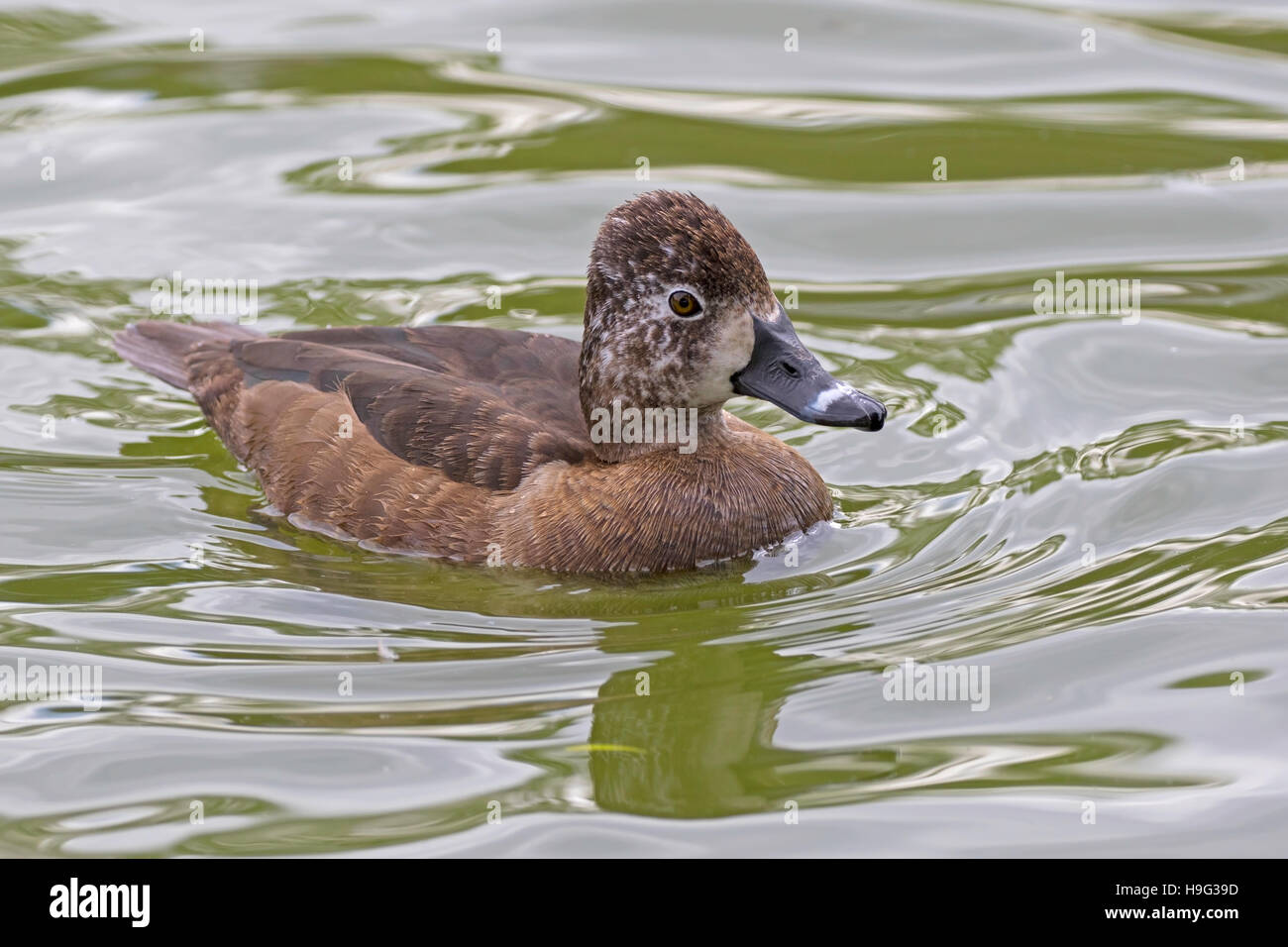 Bird ring-necked duck floating at Los Angeles area lake Stock Photo - Alamy