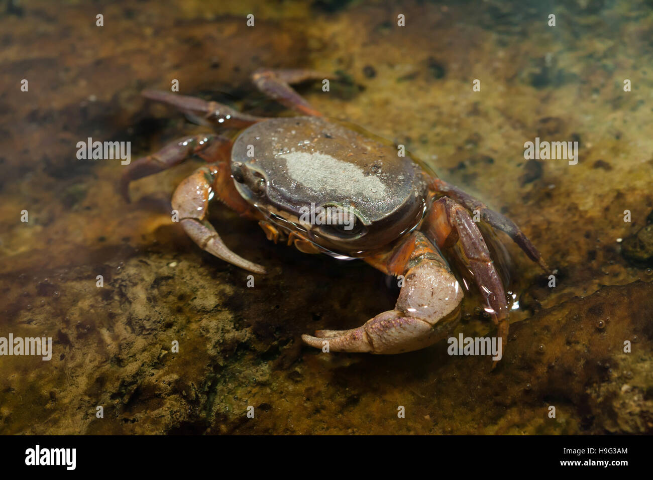 Blackback land crab (Gecarcinus lateralis), also known as the Bermuda ...