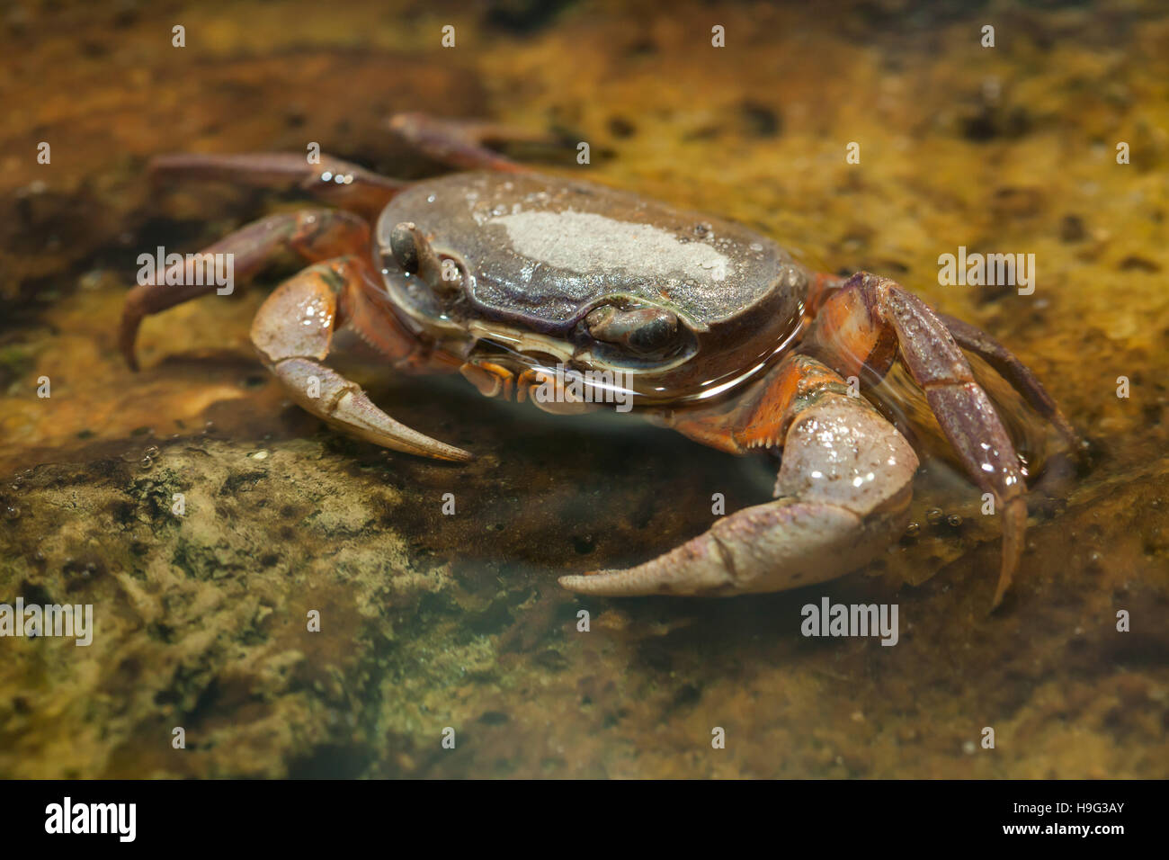 Blackback land crab (Gecarcinus lateralis), also known as the Bermuda ...