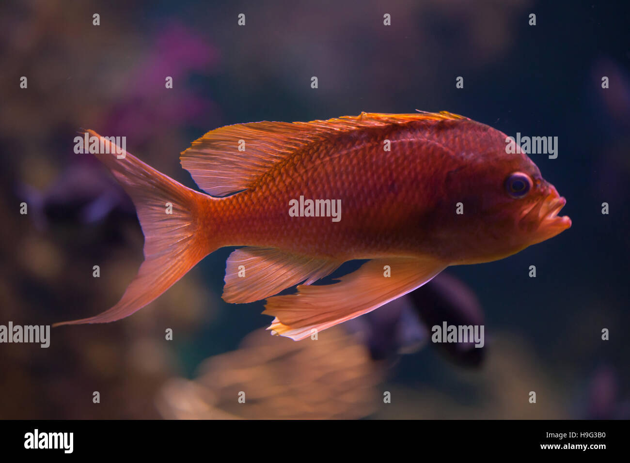 Swallowtail seaperch (Anthias anthias), also known as the red ...