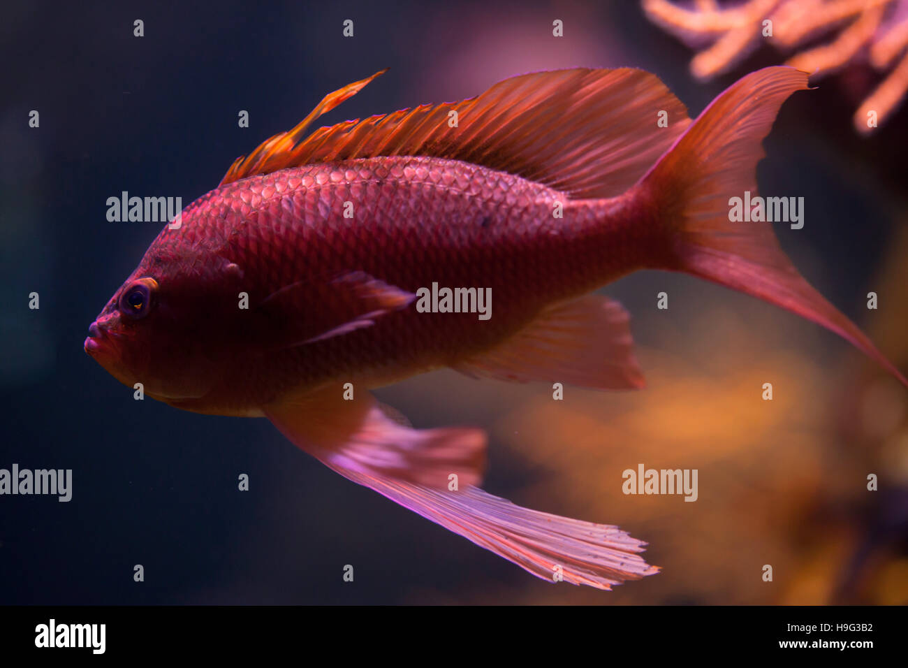 Swallowtail seaperch (Anthias anthias), also known as the red ...