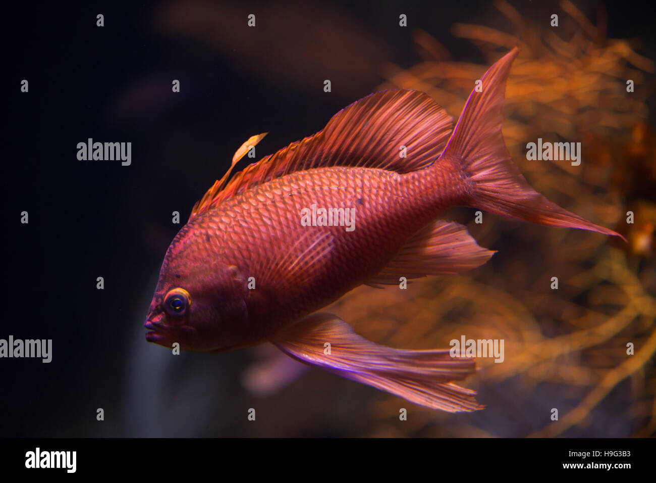 Swallowtail seaperch (Anthias anthias), also known as the red ...