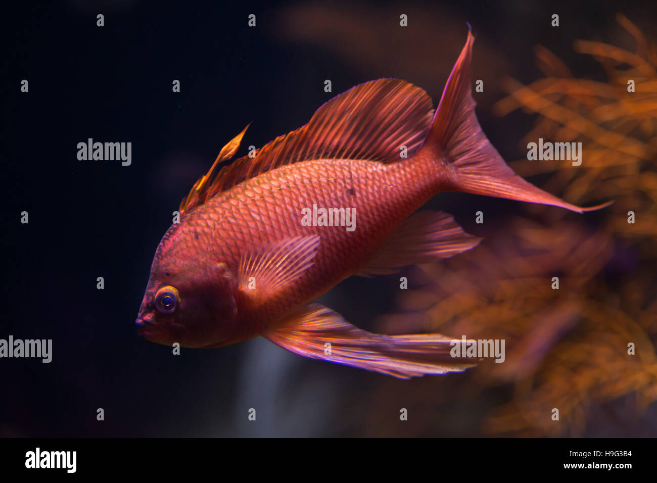 Swallowtail seaperch (Anthias anthias), also known as the red ...