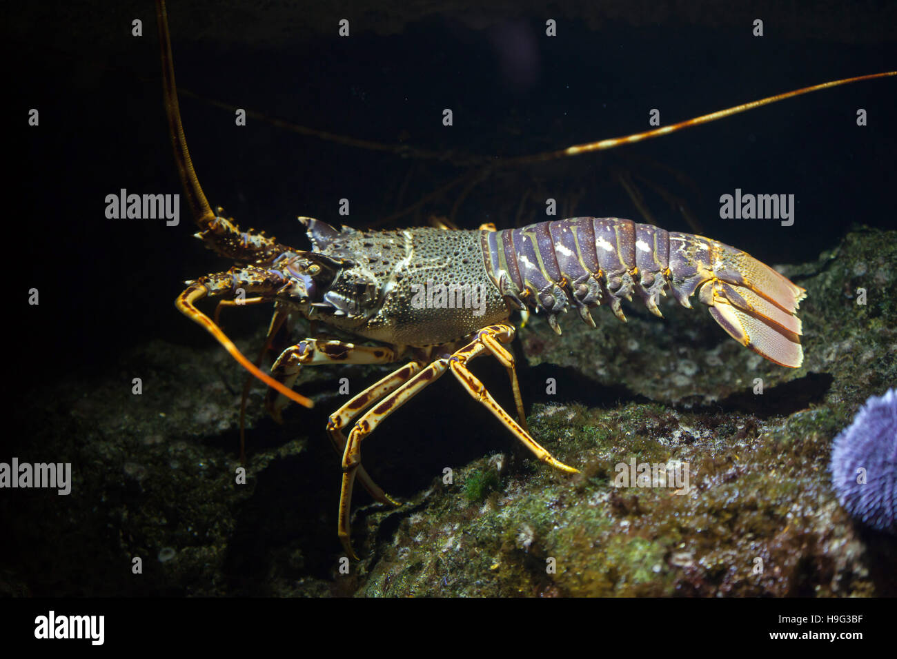 Common spiny lobster (Palinurus elephas), also known as the ...