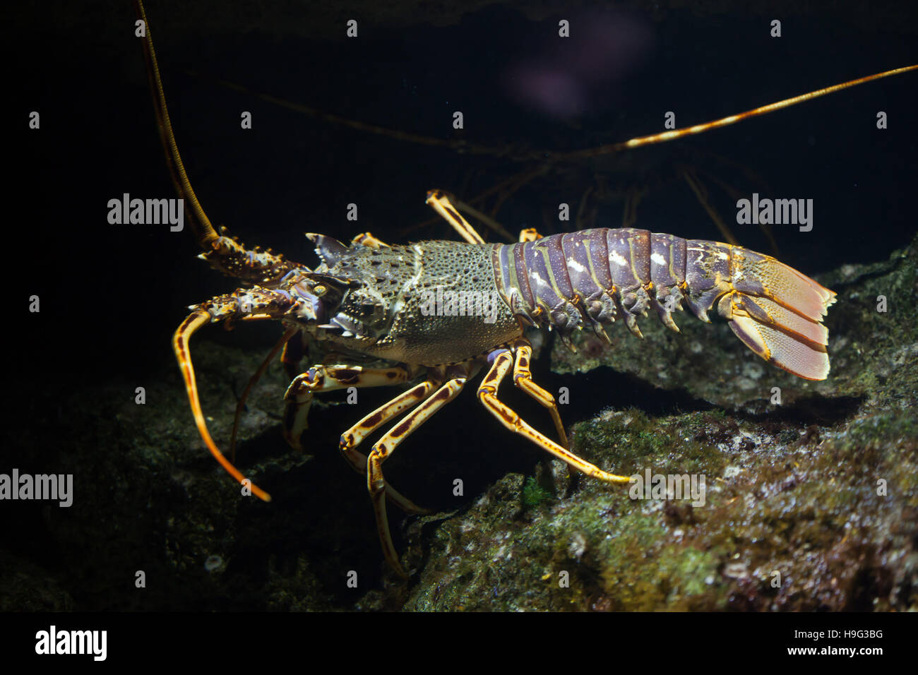 Palinurus vulgaris hi-res stock photography and images - Alamy