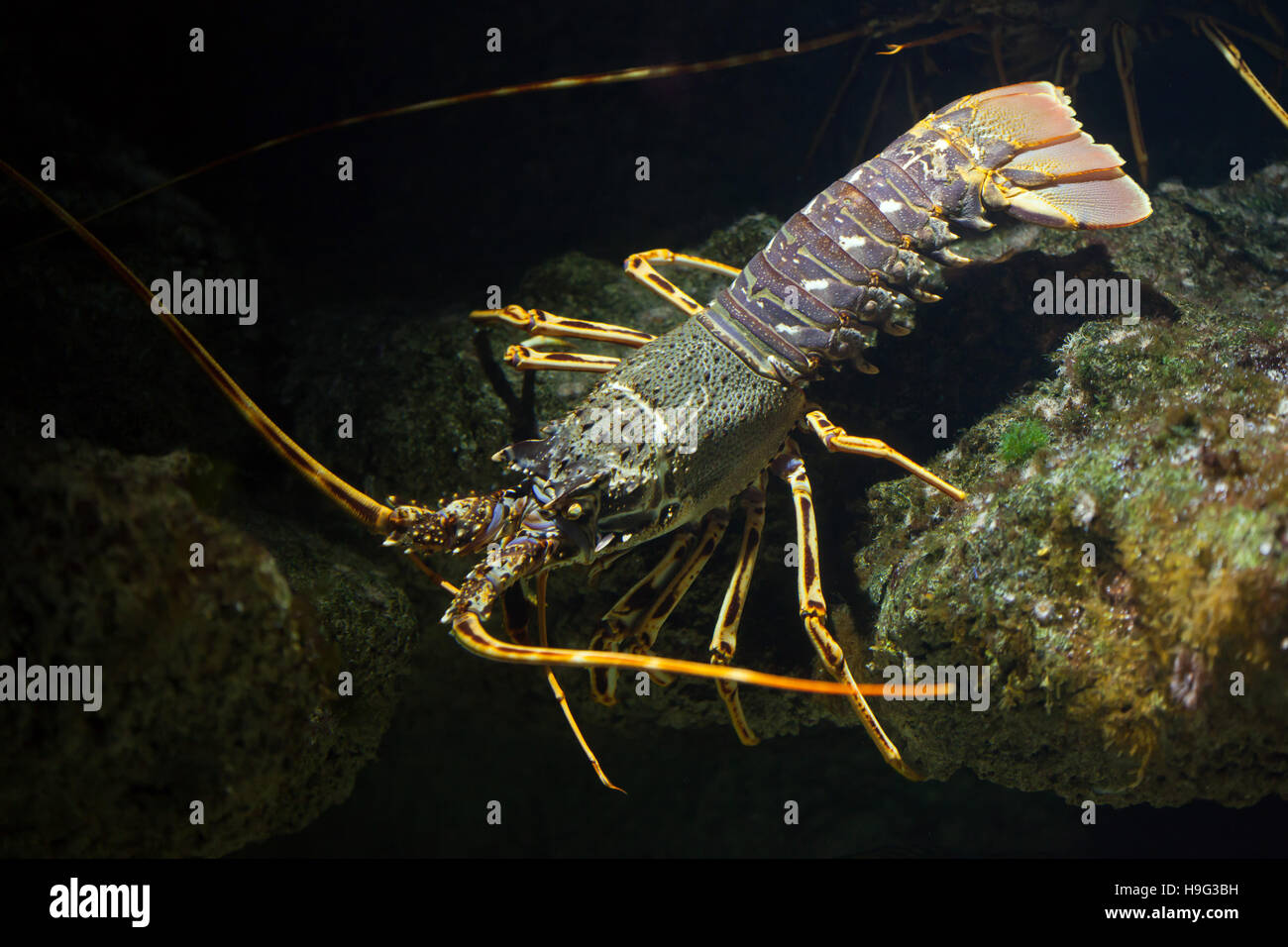 Palinurus vulgaris hi-res stock photography and images - Alamy