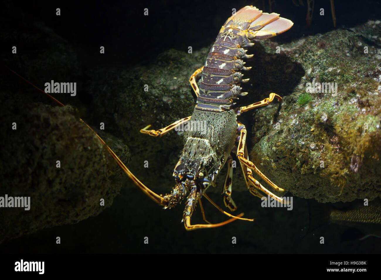 Palinurus vulgaris hi-res stock photography and images - Alamy