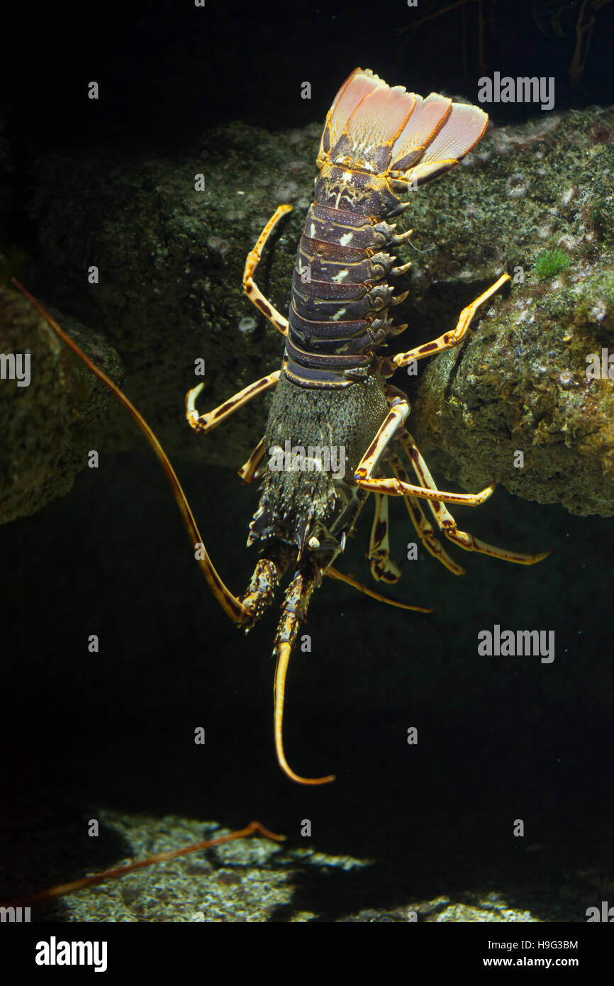 Palinurus vulgaris hi-res stock photography and images - Alamy