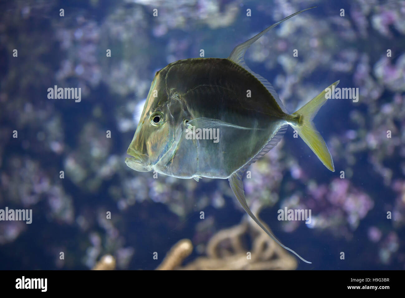 Bermuda aquarium lookdown fish hi-res stock photography and images - Alamy