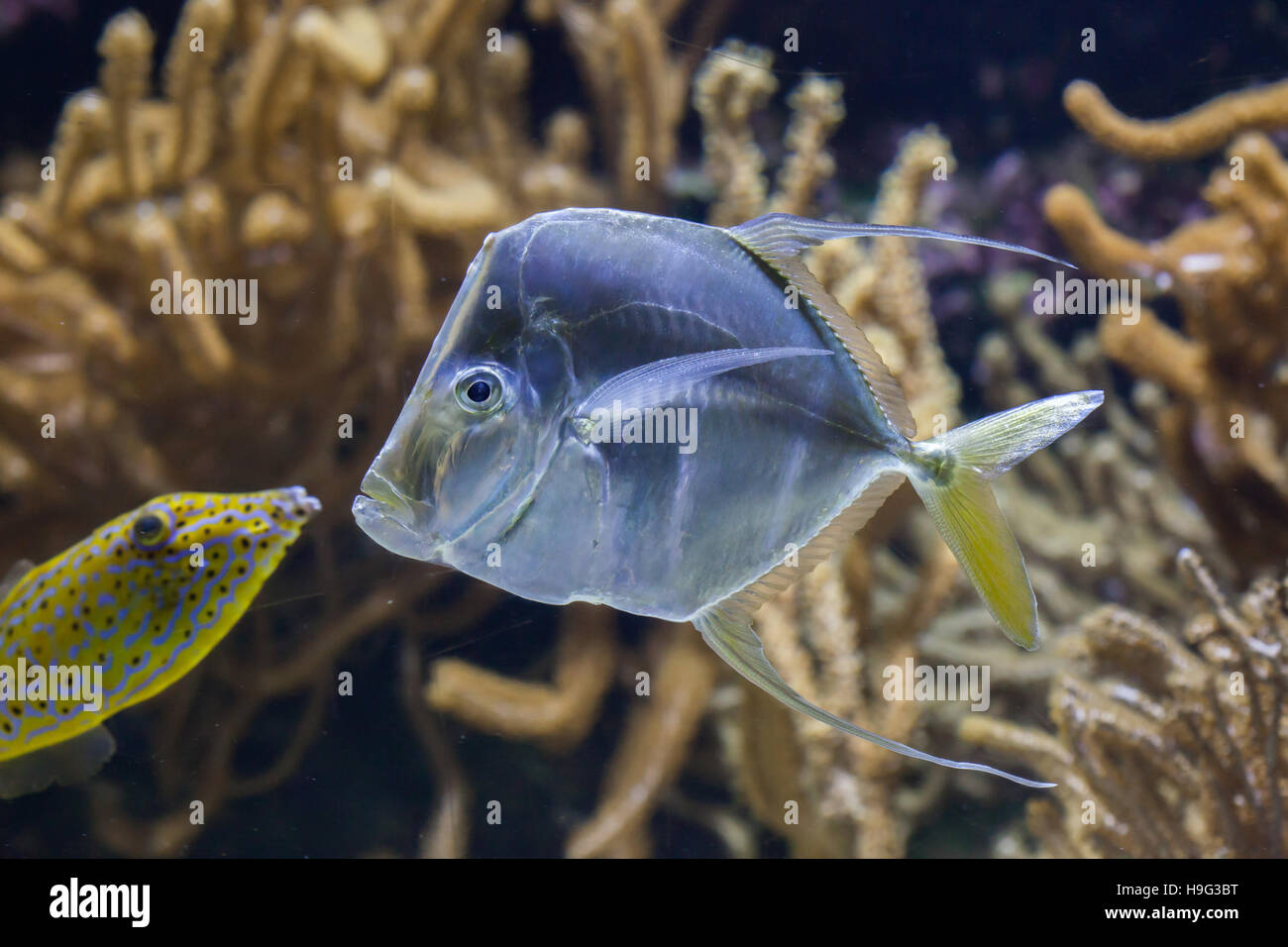 Lookdown (Selene vomer). Marine fish Stock Photo - Alamy