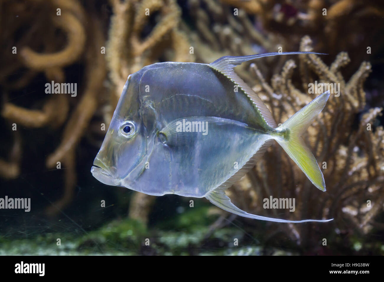 Lookdown (Selene vomer). Marine fish Stock Photo - Alamy
