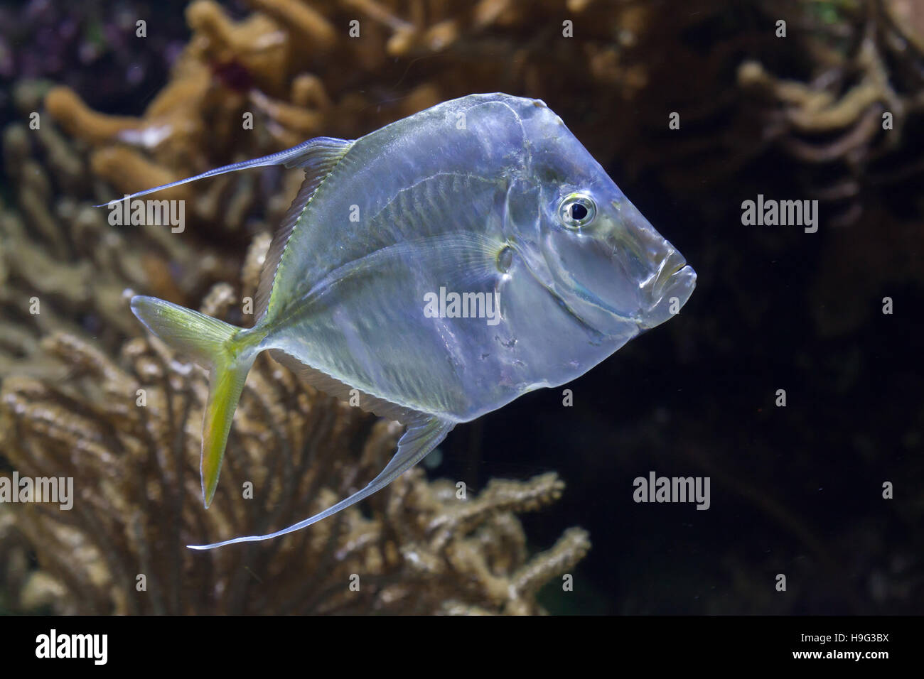 Lookdown (Selene vomer). Marine fish Stock Photo - Alamy
