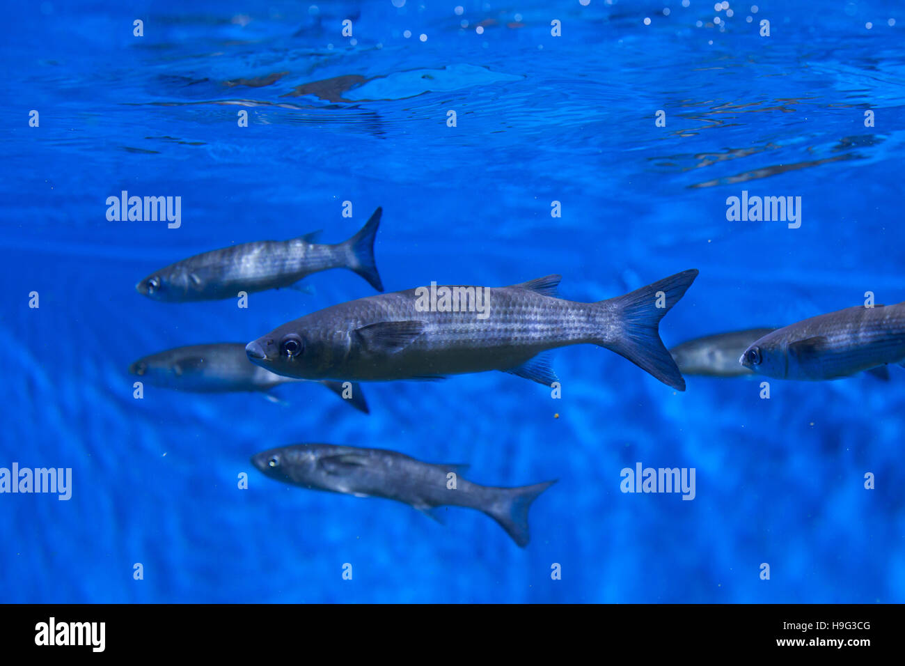 Thicklip grey mullet (Chelon labrosus Stock Photo - Alamy