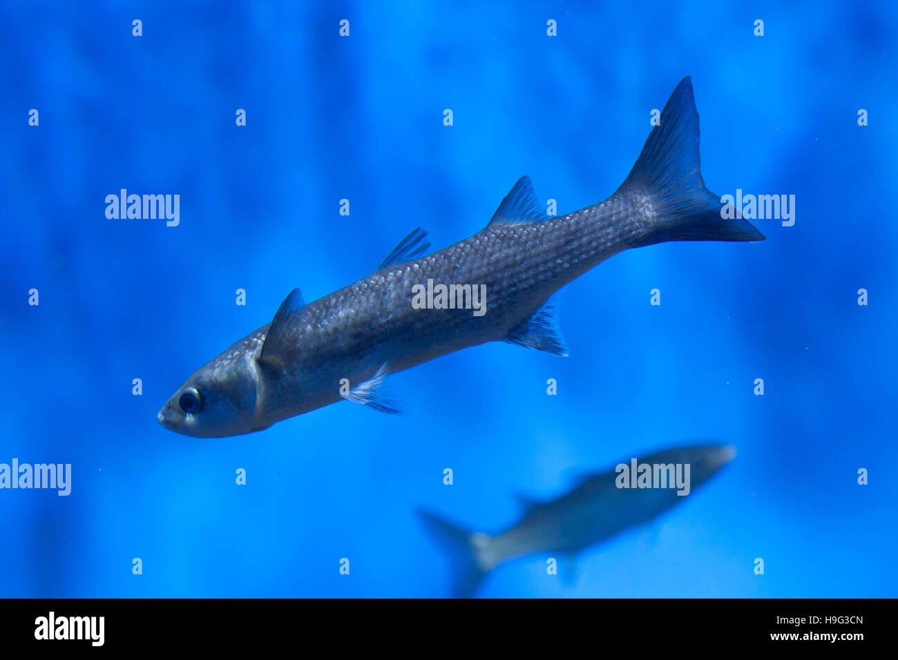 Thicklip grey mullet (Chelon labrosus Stock Photo - Alamy