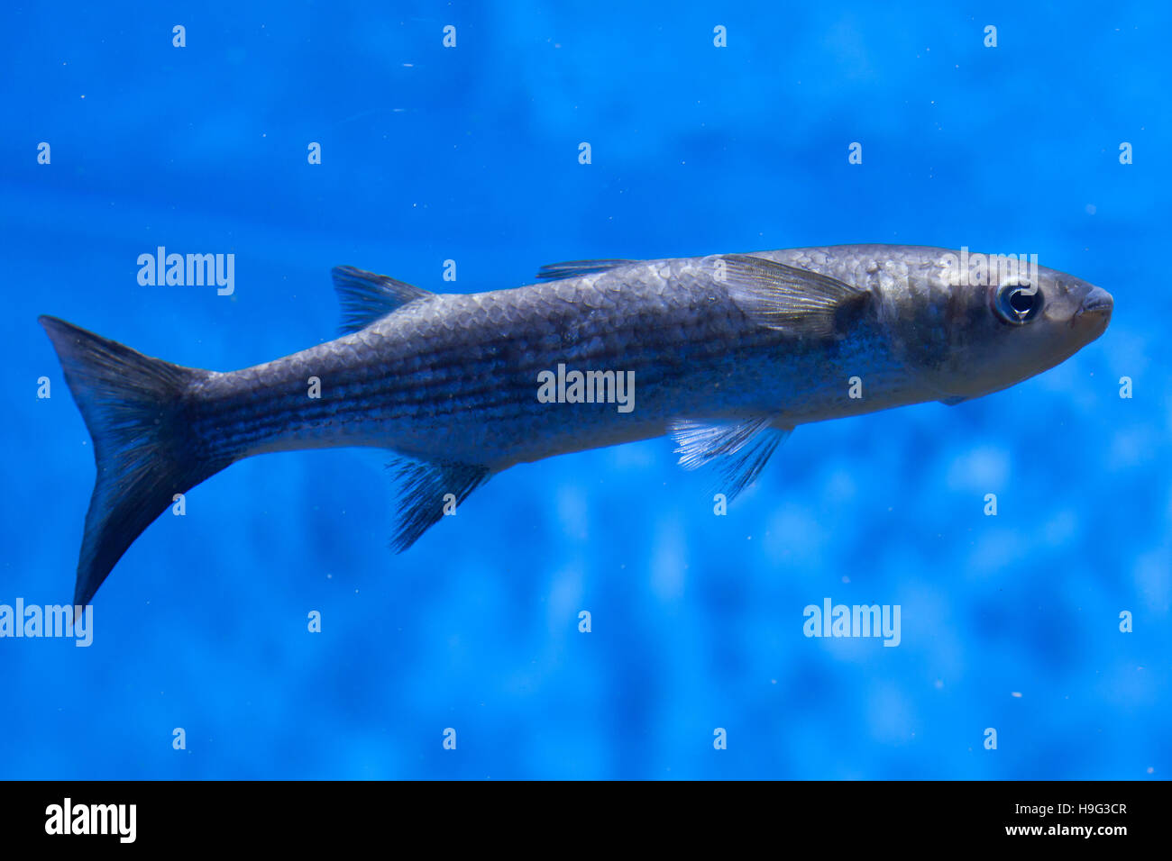 Thicklip grey mullet (Chelon labrosus Stock Photo - Alamy