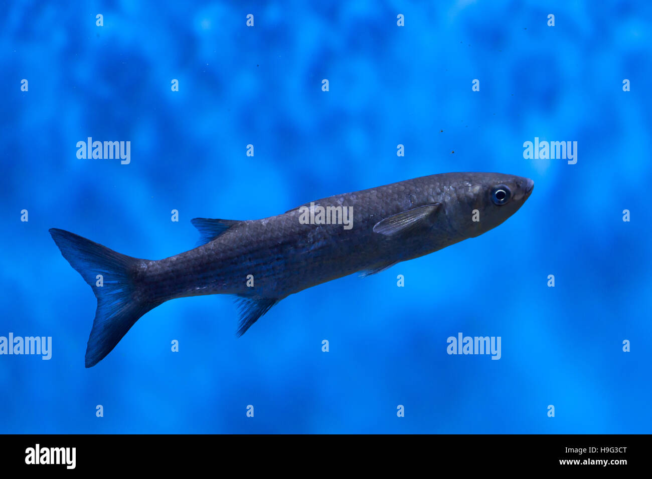 Thicklip grey mullet (Chelon labrosus Stock Photo - Alamy
